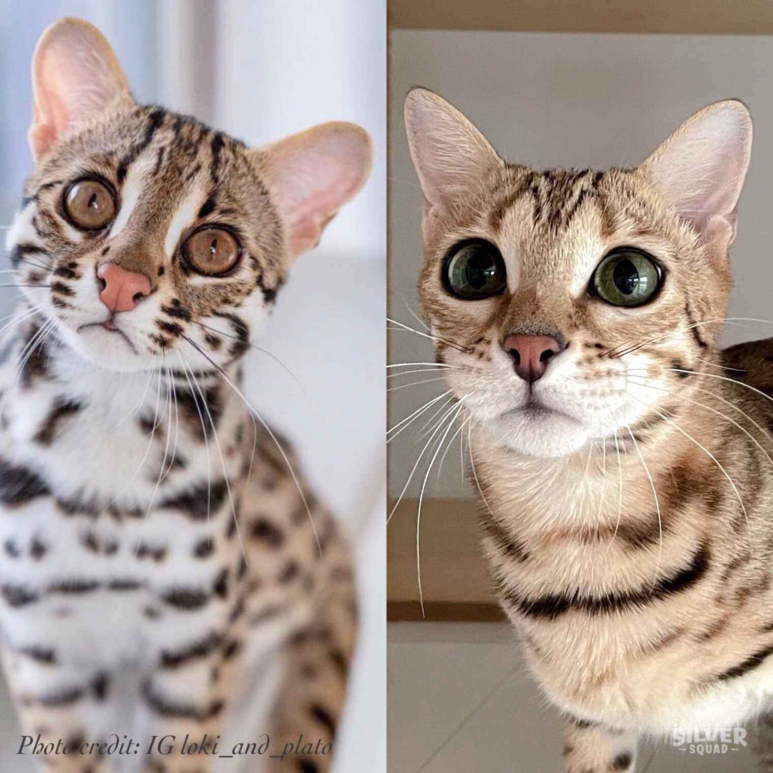 Wild look Bengal cat - SILVERSQUAD Bengals cattery
